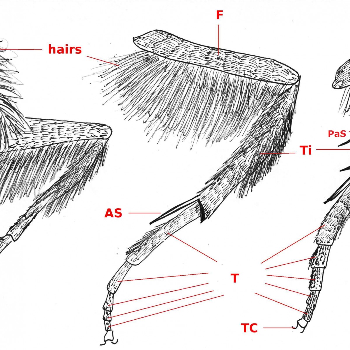 Lepidoptera